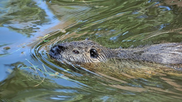 Esben Lunde opfordrer jægere til at bekæmpe invasive arter - Altinget