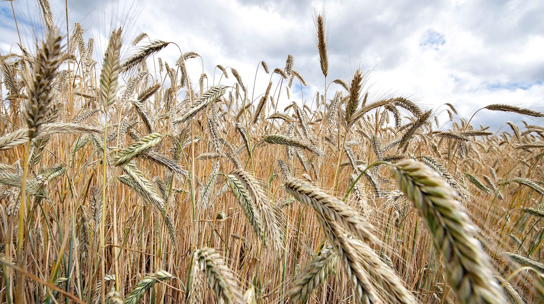 Danske Halmleverandører: Nej, halm til biogas udpiner ikke vores marker ...