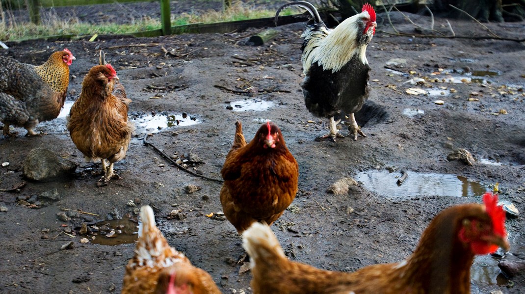Måling af kantiners CO2-udledning er lige nu baseret på fri leg - Altinget