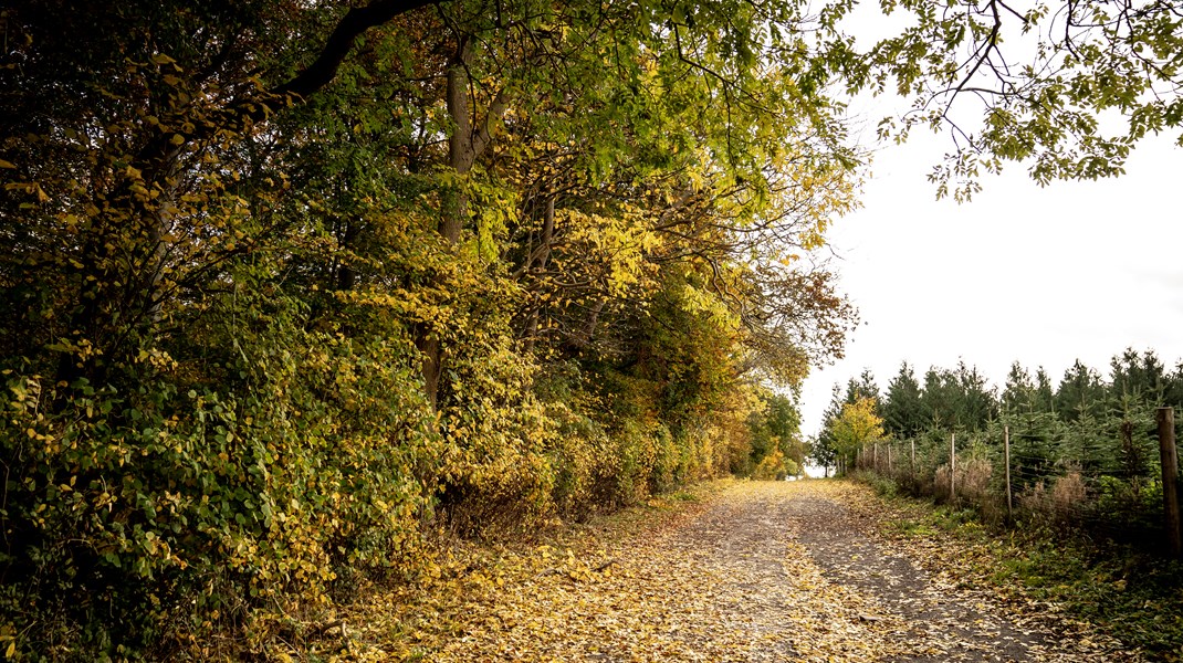 Verdens Skove: Myten om Danmark som grønt foregangsland er knust - Altinget