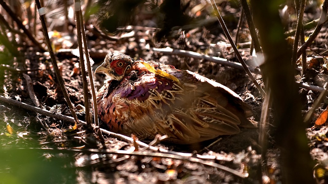 Alternativet: Udsætning og jagt af fasaner er en moralsk katastrofe ...