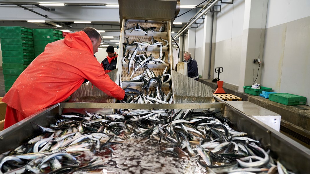 Danmarks Naturfredningsforening: CO2-afgift på fiskeri vil også gavne ...