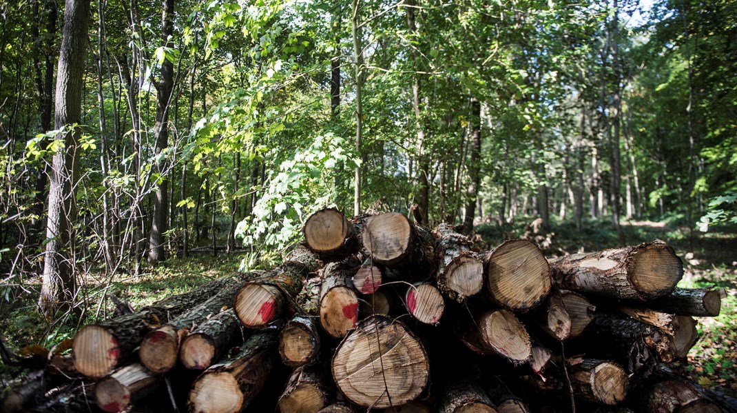 CM Biomass får ny direktør - Altinget