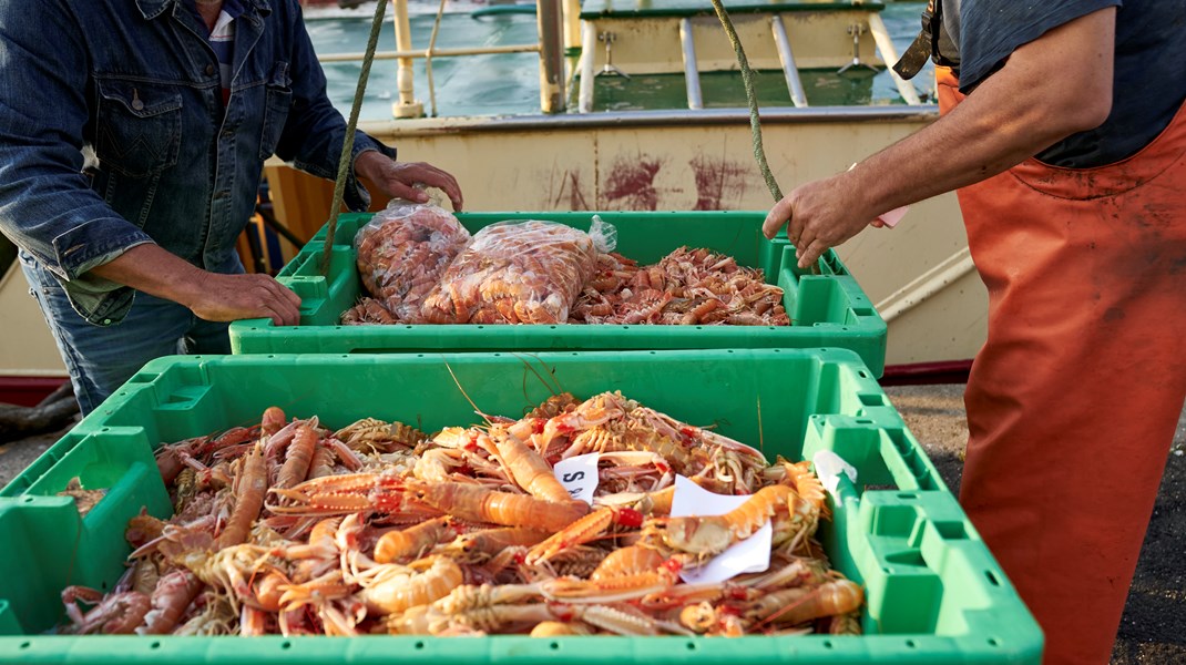 Skånsomt Kystfiskeri: Fortællingen om fiskeriet må ikke bygges på ...